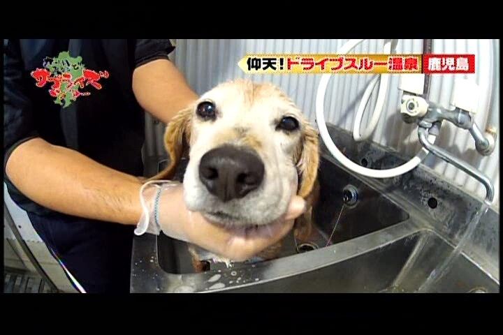 TI ComNet | Kyushu_MarugotoJapan TV Market